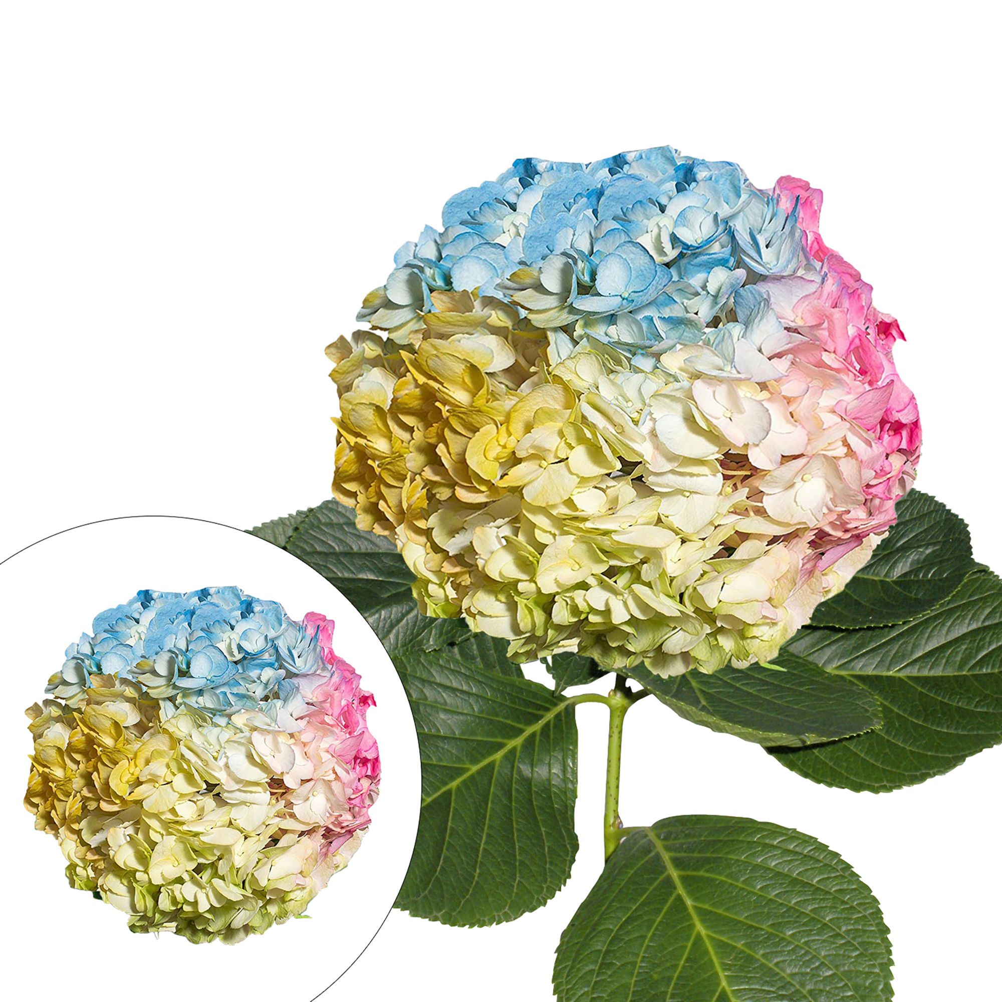 Hand-Painted Hydrangeas, 26 Stems - Rainbow | BJ's Wholesale Club