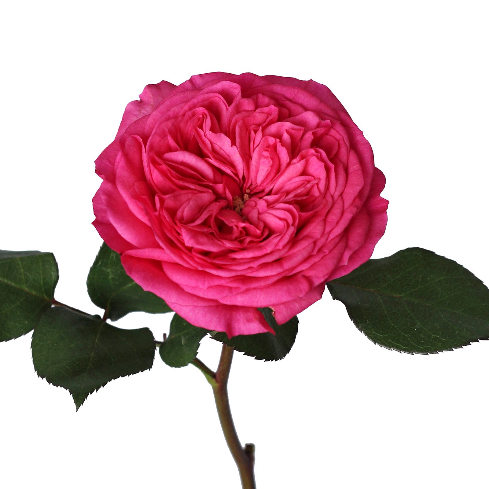 Hot Pink Garden Roses, 36 Stems | BJ's Wholesale Club