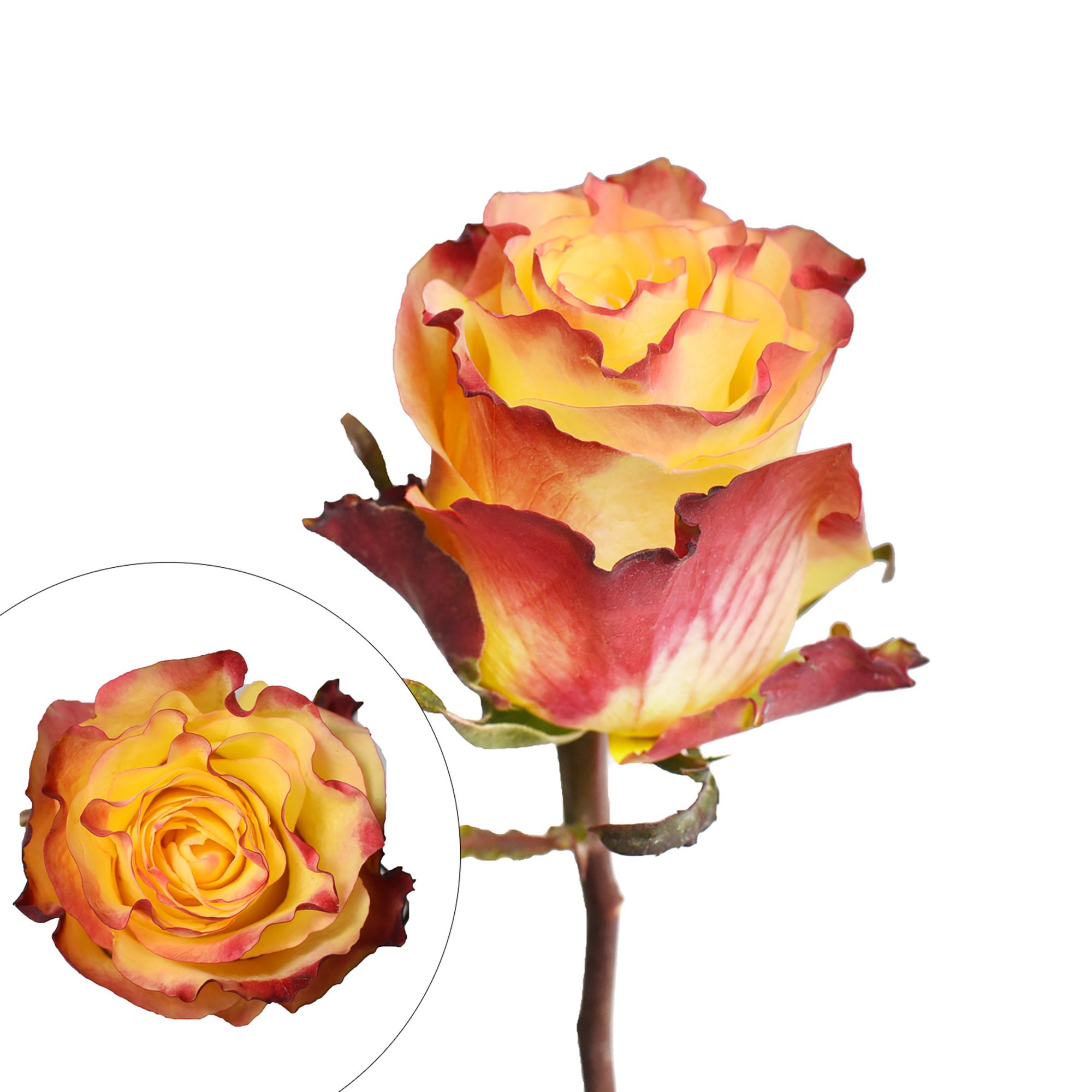 Yellow Red Bicolor Roses | BJ's Wholesale Club