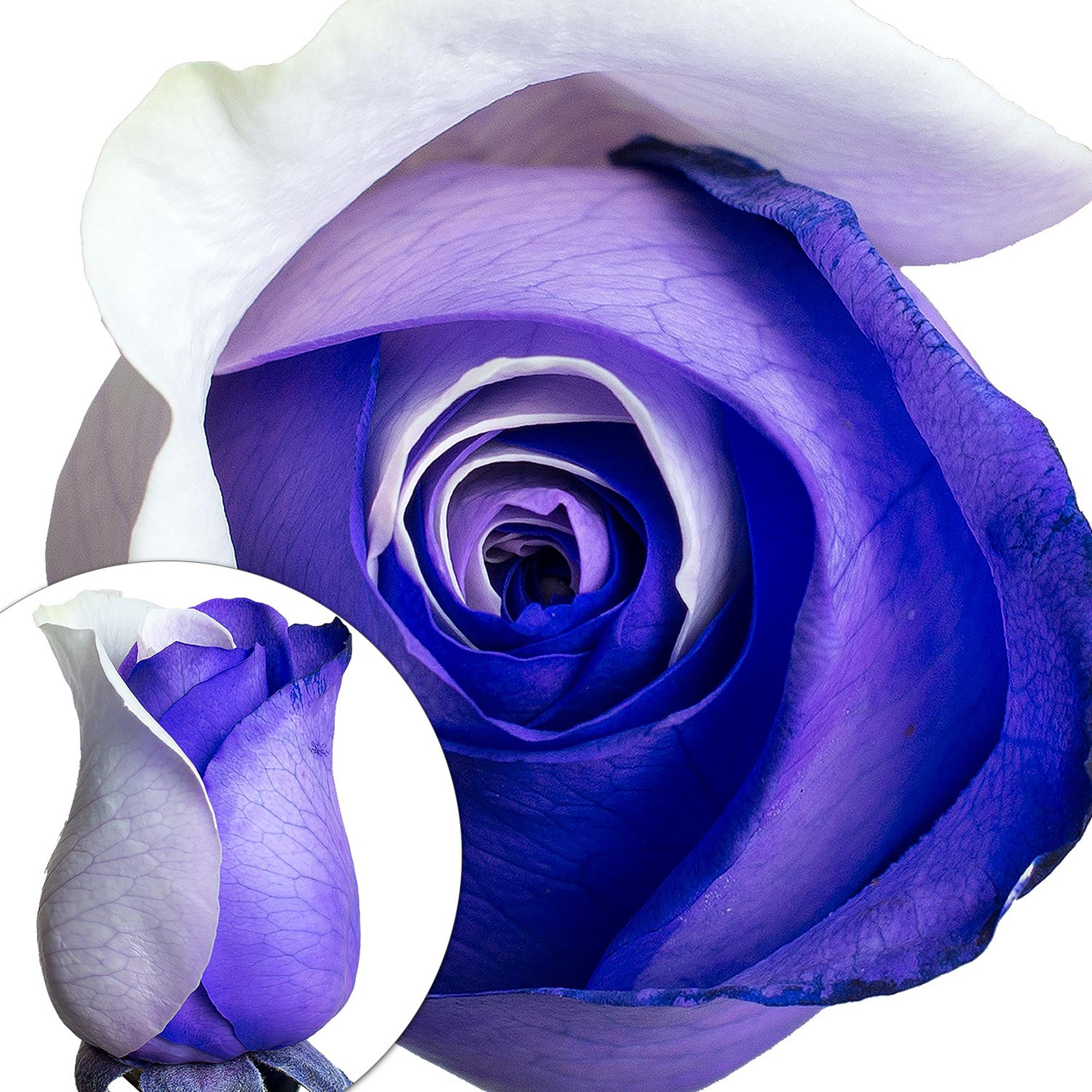 Purple and White Tinted Roses | BJ's Wholesale Club