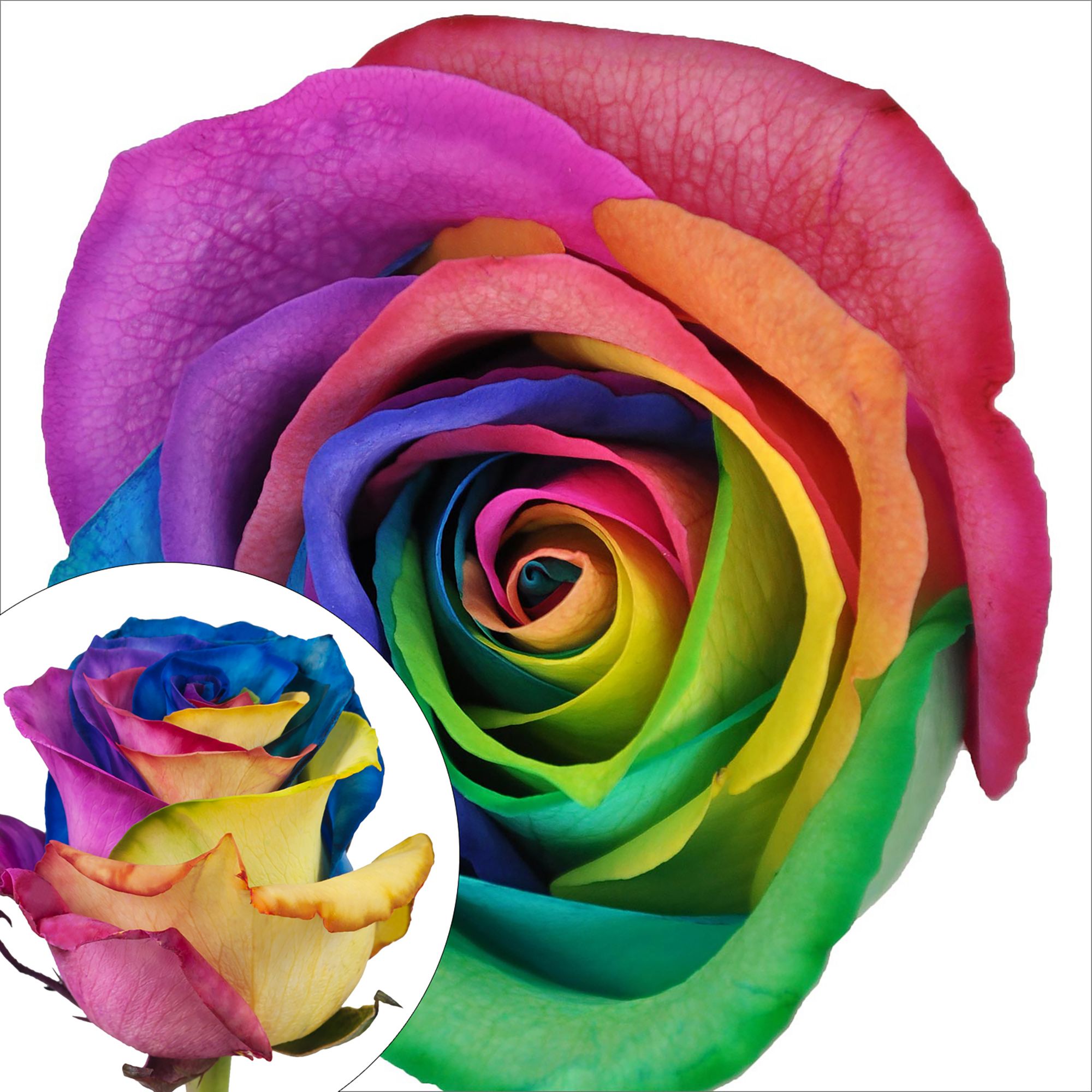 Rainbow Tinted Roses | BJ's Wholesale Club
